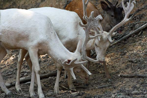 Fallow_Deer2 - Briarwood Safari Ranch